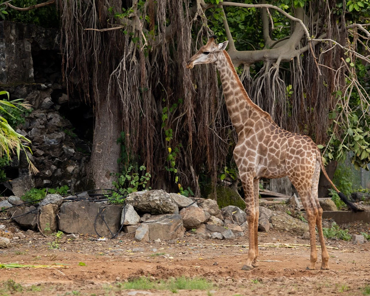 Jungle Safari Park at the Statue Of Unity | Kevadiya Jungle Safari Park at the Statue Of Unity | Kevadiya